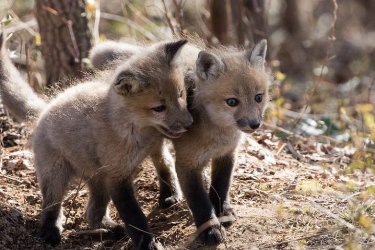 What Is A Baby Fox Called: Name And Pictures - Science Trends