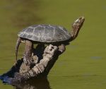 Are There Turtles Without A Shell? - Science Trends