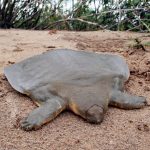 Are There Turtles Without A Shell? - Science Trends