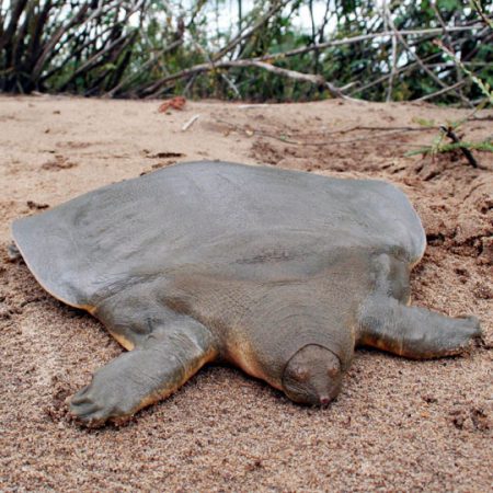 Are There Turtles Without A Shell? - Science Trends