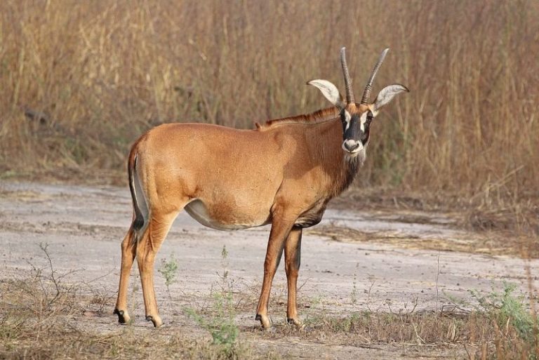 African Antelope Types - Science Trends