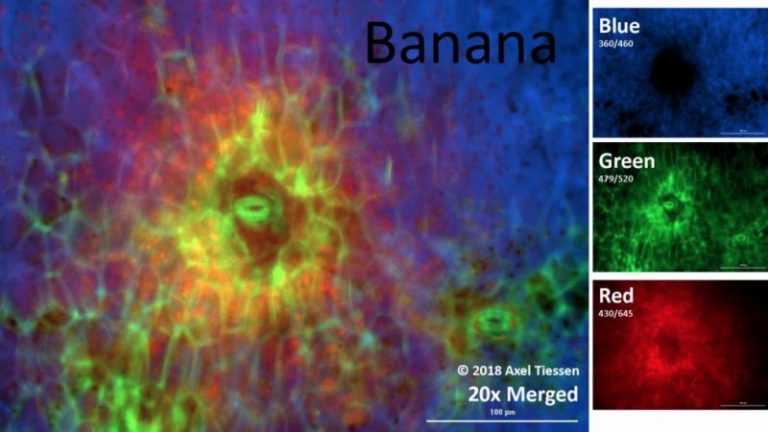 Fluorescent Blue Glowing Bananas: A Mystery Revisited - Science Trends