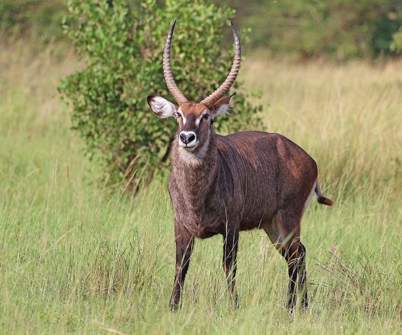 African Antelope Types - Science Trends