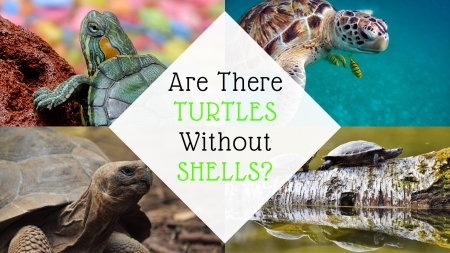 Are There Turtles Without A Shell? - Science Trends