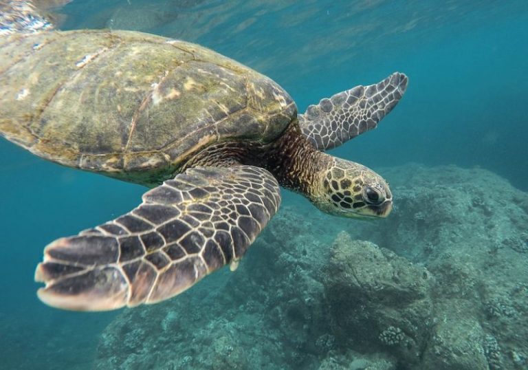 Are There Turtles Without A Shell? - Science Trends