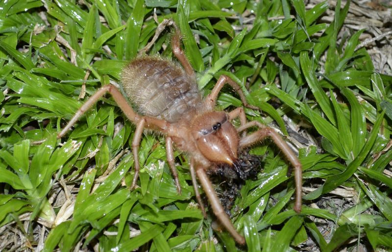 Wind Scorpion | Science Trends