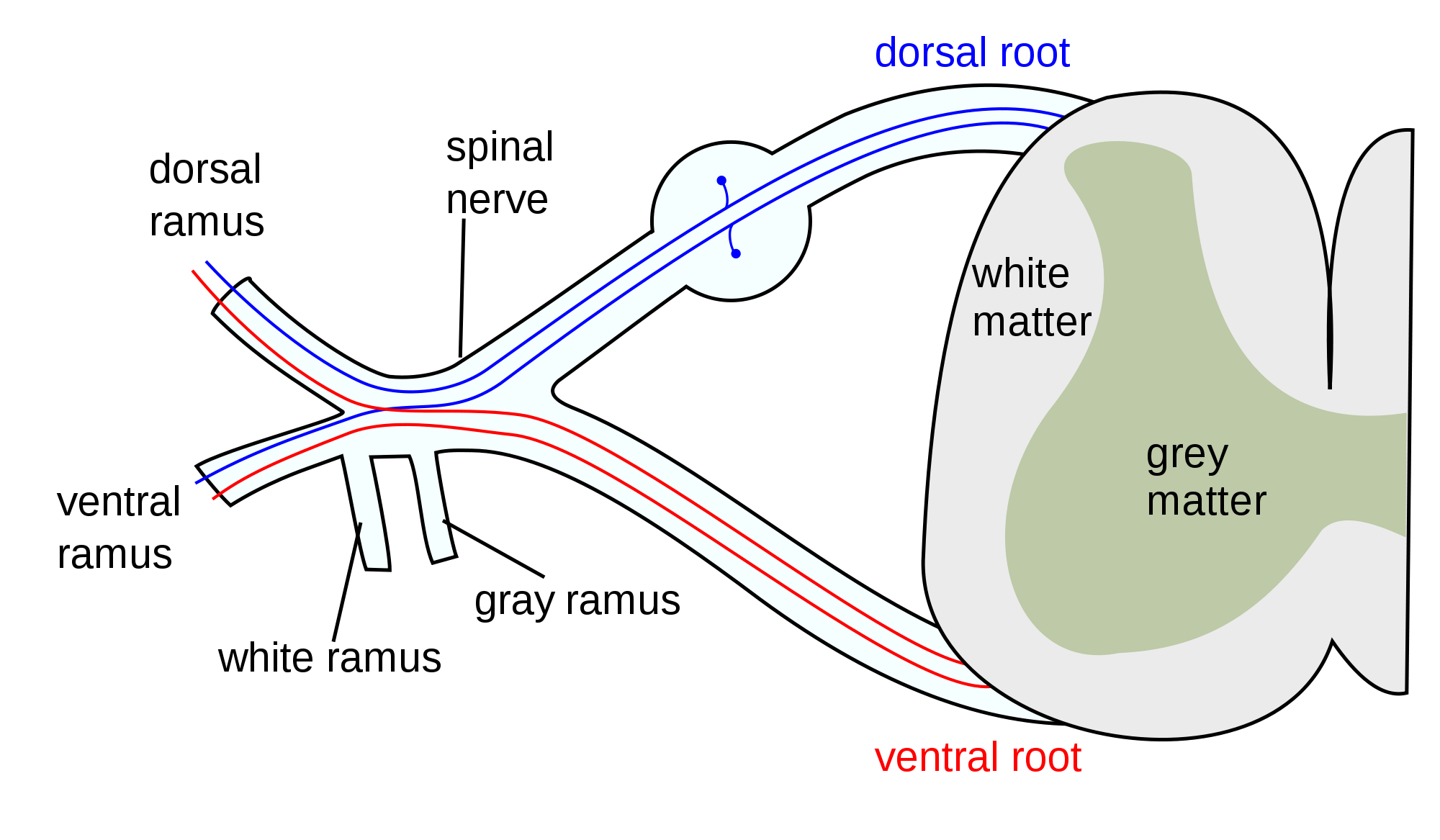Accessing Ventral Intradural Cysts Via Cord Splitting - Science Trends