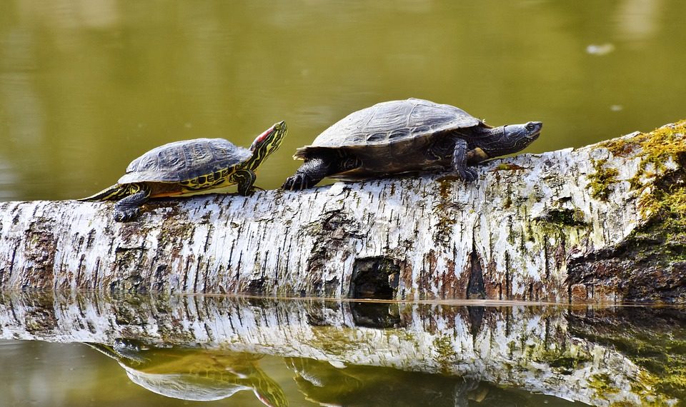 Are There Turtles Without A Shell? | Science Trends