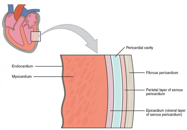 Human Heart Diagram Labeled | Science Trends