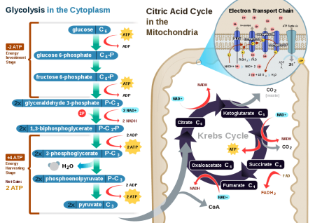 Cellular Respiration Formula - Science Trends
