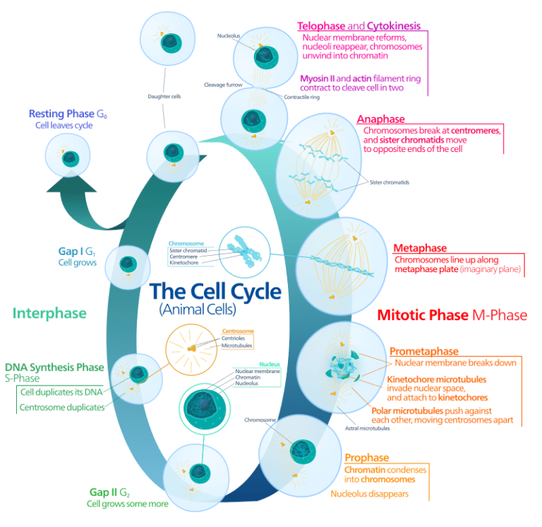 Meiosis Metaphase 1 | Science Trends