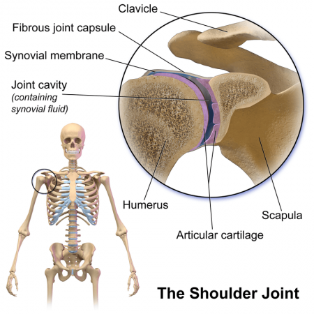 Shoulder Ligaments, Bones And Tendons | Science Trends
