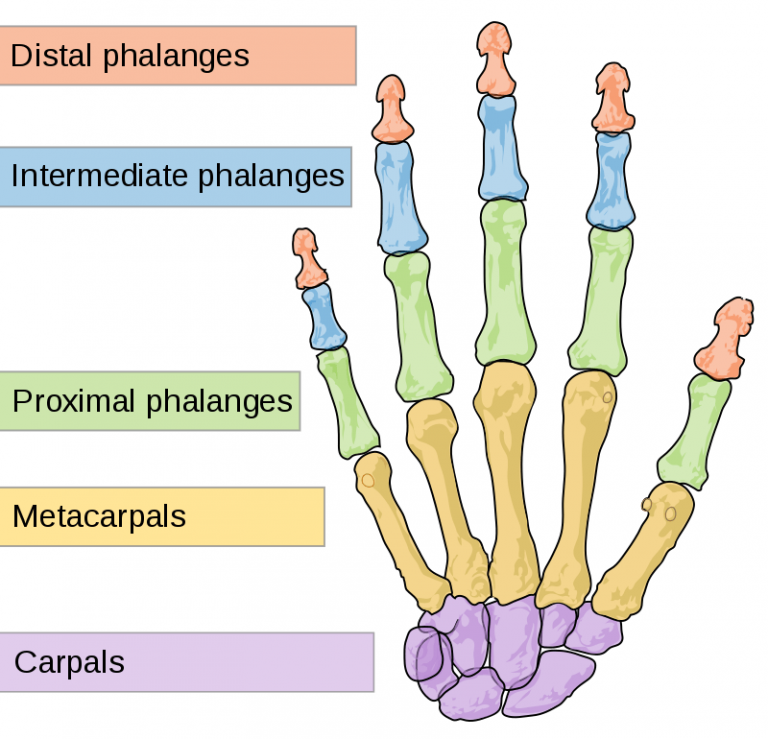 Hand Anatomy: From Bones To Muscles - Science Trends
