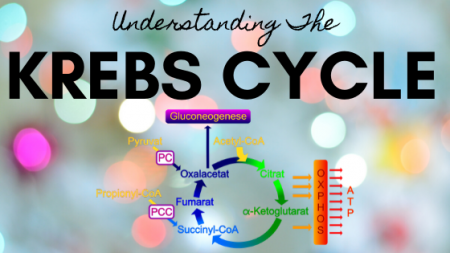 Krebs Cycle: What Is It And Where Does It Take Place? - Science Trends