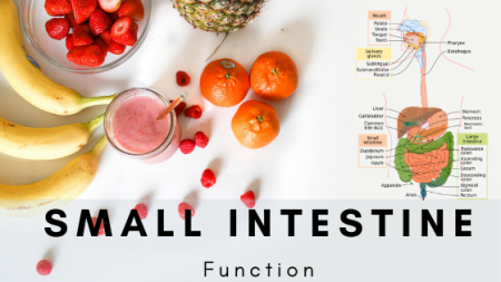Small Intestine Function: Duodenum, Jejunum And Ileum - Science Trends