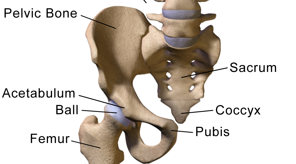 Hip Bone Structure Anatomy Images And Photos Finder Hip Bone Structure Anatomy Images And Photos Finder