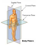 Anatomical Body Planes - Science Trends