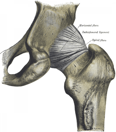 Hip Anatomy Diagram: From Bones To Joints - Science Trends