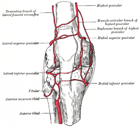 Knee Anatomy: Bones And Muscles | Science Trends