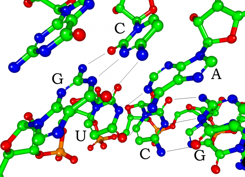 Nucleotide Structure: DNA Diagram | Science Trends