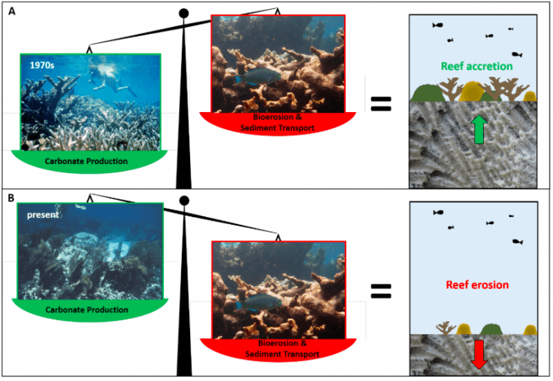 Coral-Reef Growth In South Florida Has Been Stalled For 3,000 Years ...