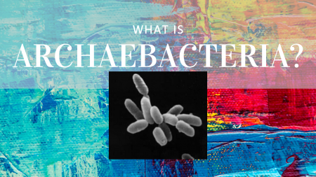 Archaebacteria: Definition And Examples - Science Trends