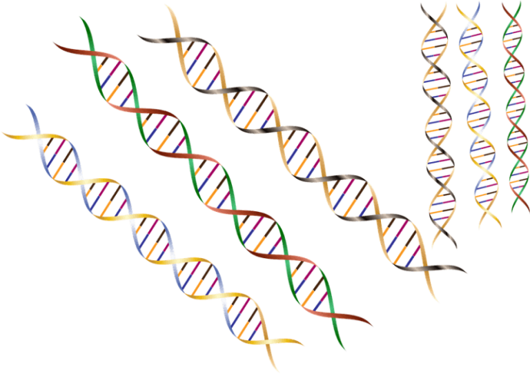 Nucleotide Structure: DNA Diagram - Science Trends