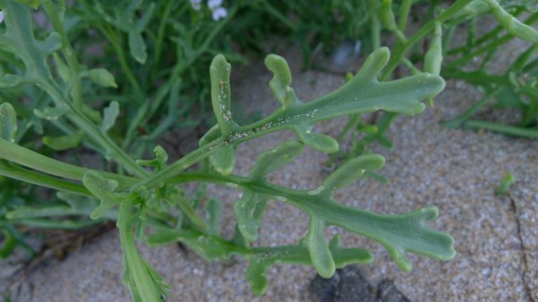The Sea Rocket Resource, Or How To Use What Already Exists In Nature ...