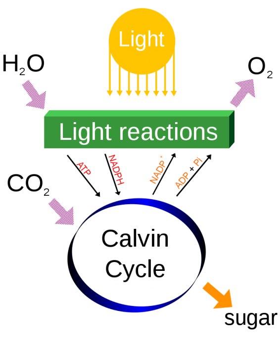 The Photosynthesis Process: Step By Step - Science Trends