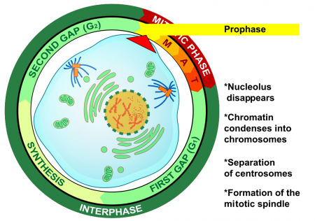Meiosis Prophase 1 - Science Trends