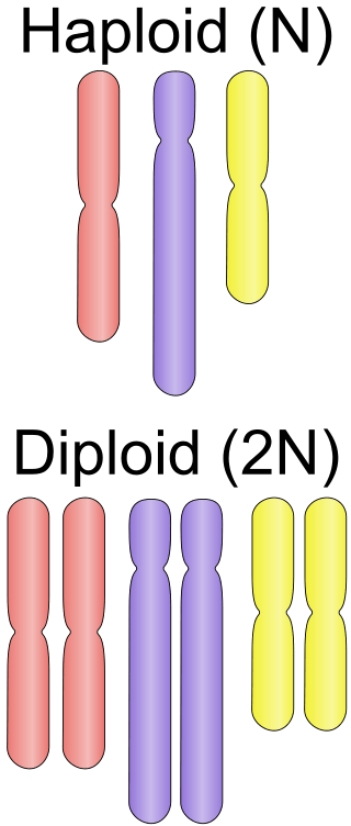 Meiosis Prophase 1 - Science Trends