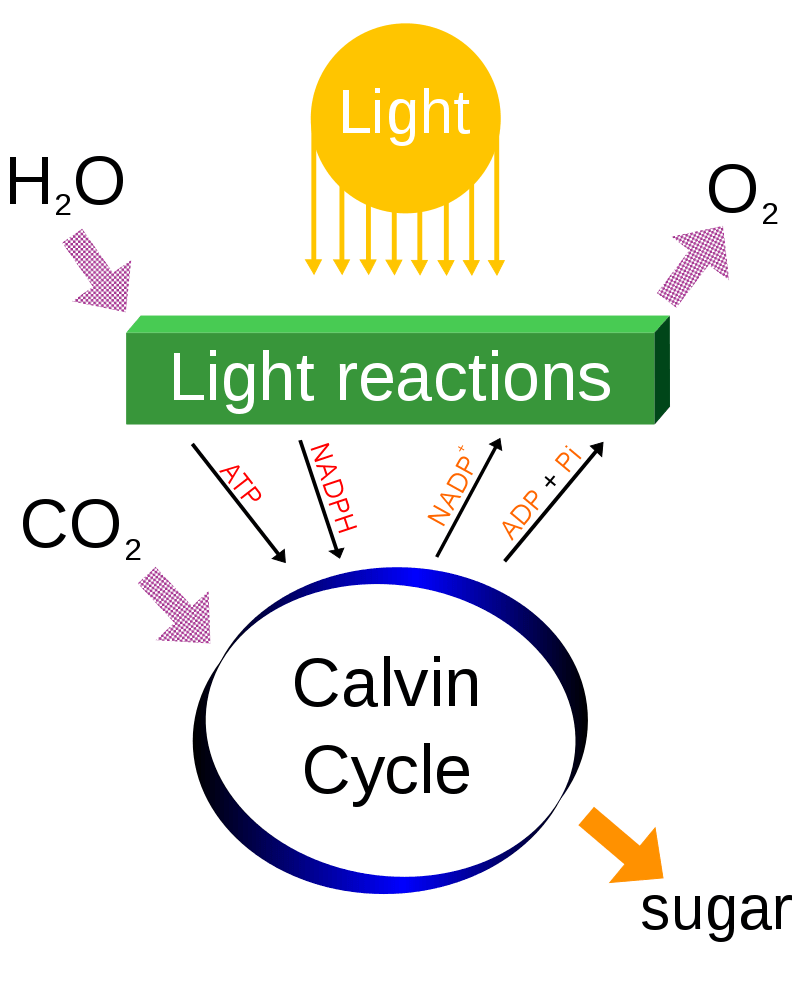 Molar Mass Of O2 (Oxygen) - Science Trends