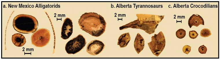 Dating Old Crocs: What Fossil Chemistry Reveals About Earth History ...