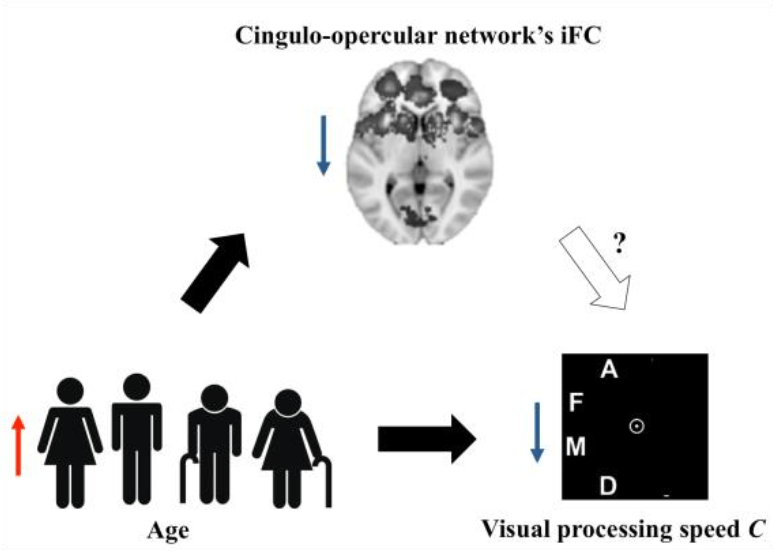 A Network Of Possibilities Beyond Age - Science Trends