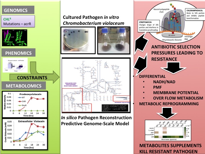 Death Of The Superbug: Using Computer Models To Identify Mechanisms And ...
