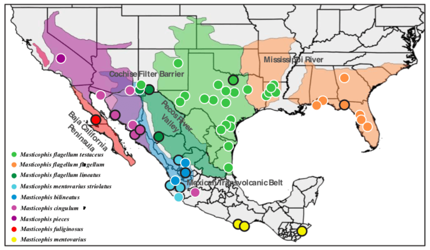 Species Delimitation In North American Coachwhips And Whipsnakes ...
