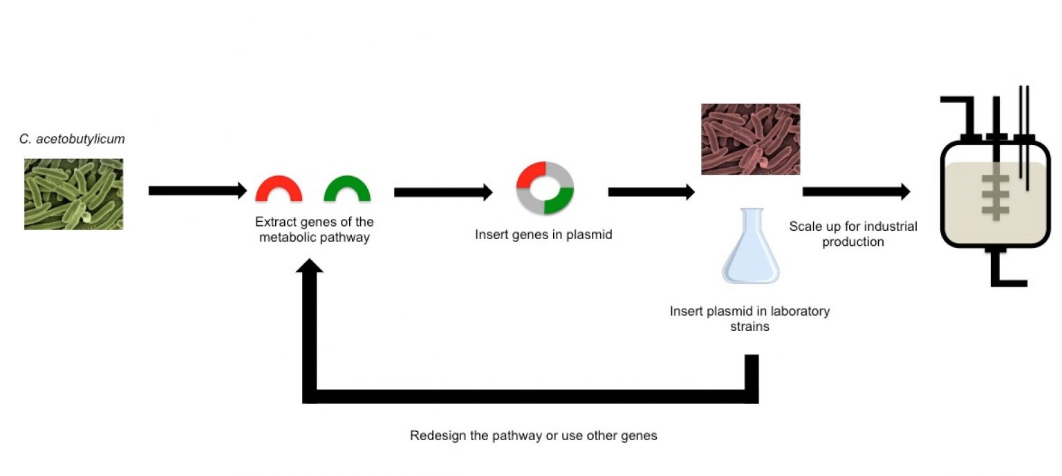 E. coli Takes On Biofuels - Science Trends