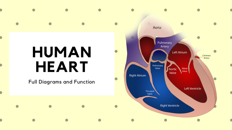 Human Heart Diagram Labeled | Science Trends