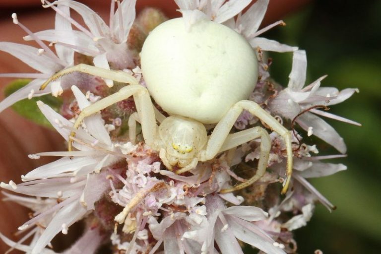 White Spider: What Is It And Is It Deadly? | Science Trends
