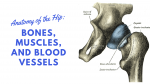 Hip Anatomy Diagram: From Bones To Joints | Science Trends