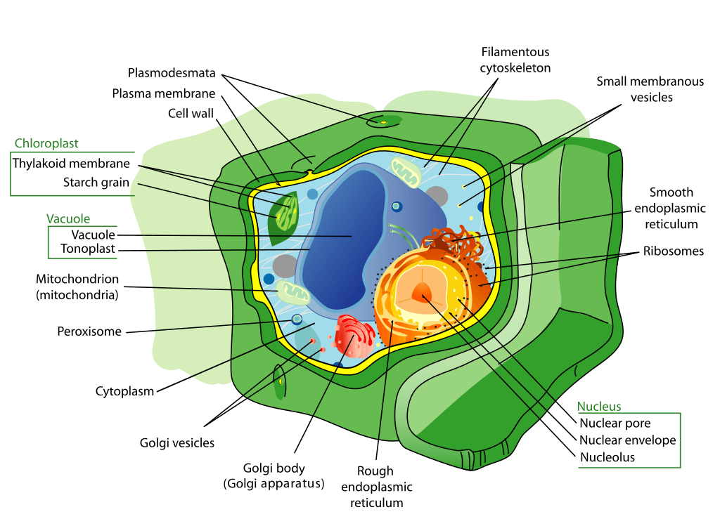 Peroxisome Function - Science Trends