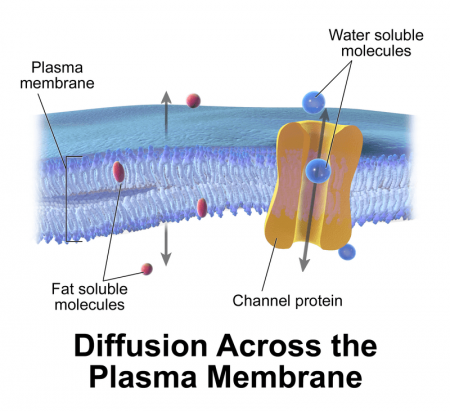 What Is Facilitated Diffusion? - Science Trends