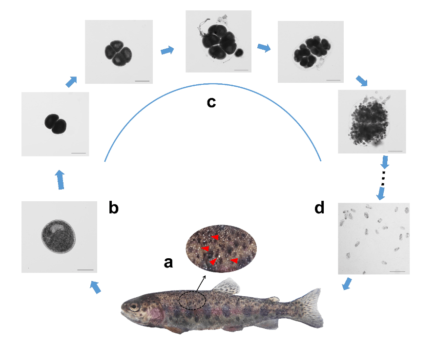 Mucosal Immunoglobulin: An Important Tool In The Olfactory Organ Of ...