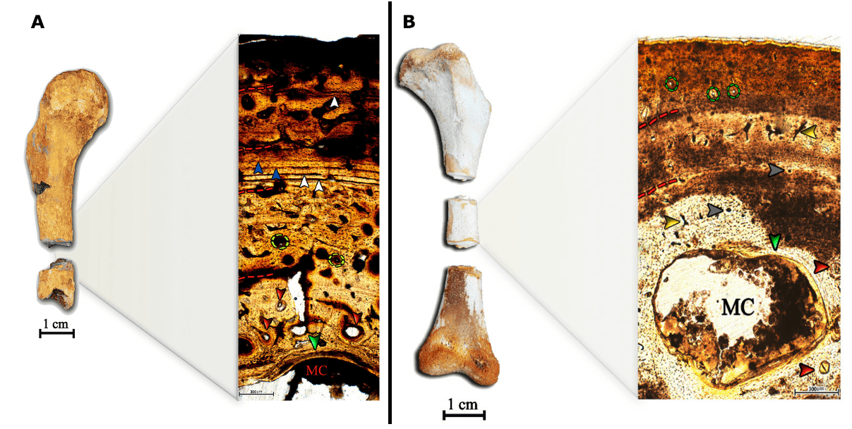 Bone Histology Linking The Past To The Present: New Discoveries About ...