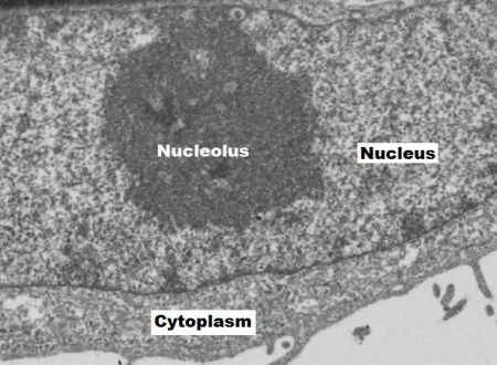What Is The Nucleolus? - Science Trends