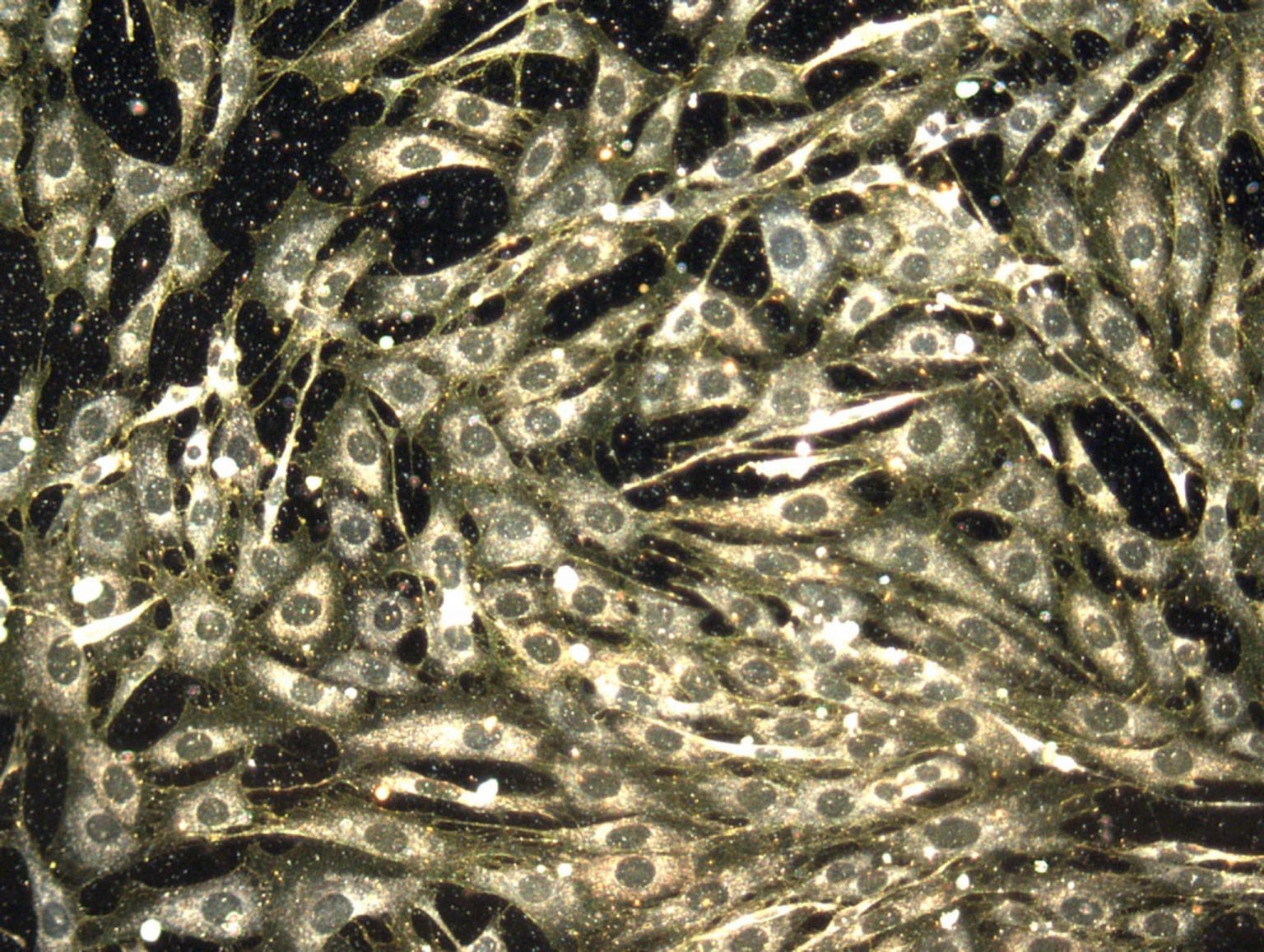 What Is Cytosol? | Science Trends