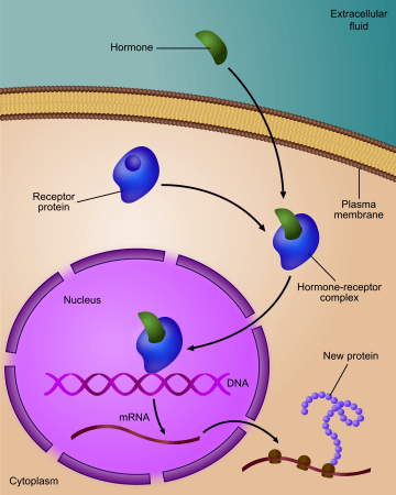 What Does The Nucleus Do? | Science Trends