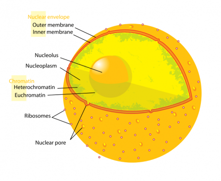 What Does The Nucleus Do? | Science Trends