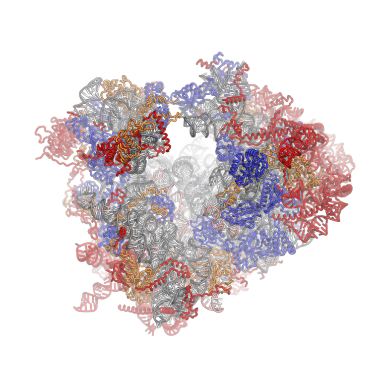 What Are Ribosomes? | Science Trends