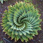 Kingdom Plantae: Characteristics And Examples - Science Trends